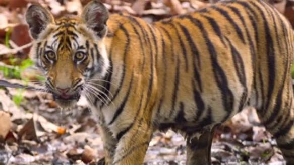 Tiger Movie Review | Common Sense Media