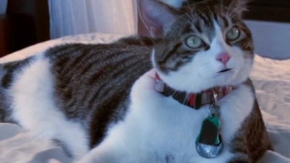 A Talking Cat!?! Movie Review | Common Sense Media