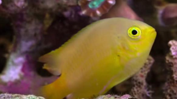 Life in Color with David Attenborough TV Review | Common Sense Media