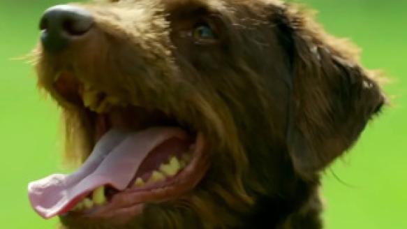 The Dog House: UK TV Review | Common Sense Media