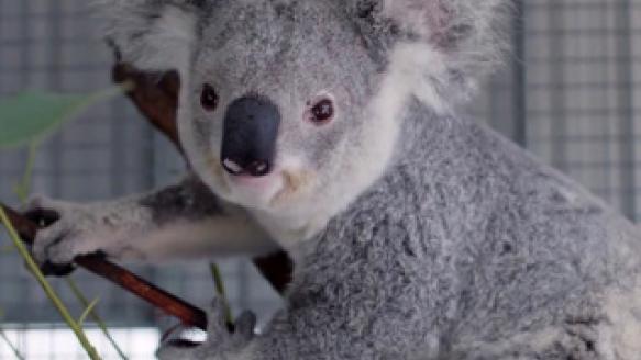 Izzy's Koala World TV Review | Common Sense Media