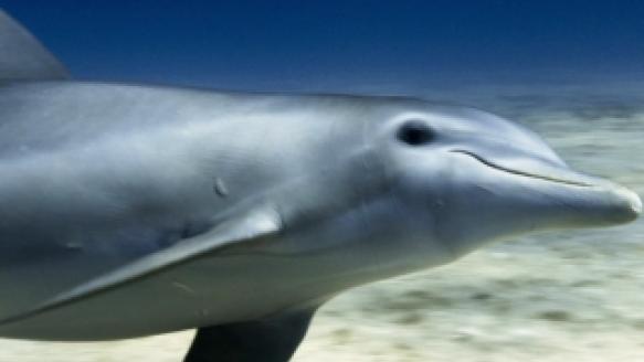 Dolphin Reef Movie Review | Common Sense Media