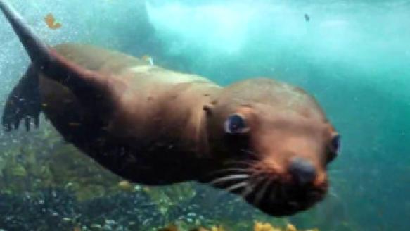 Growing Up Animal TV Review | Common Sense Media