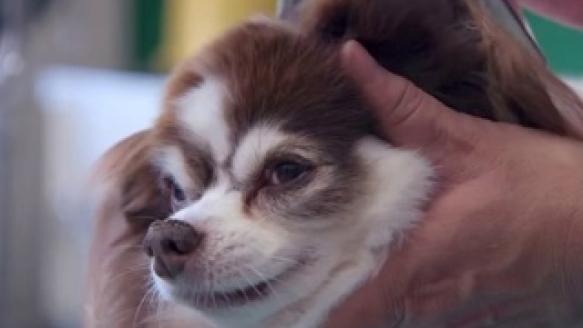 Pets Movie Review | Common Sense Media