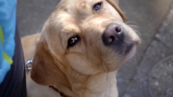 Pick of the Litter Movie Review | Common Sense Media