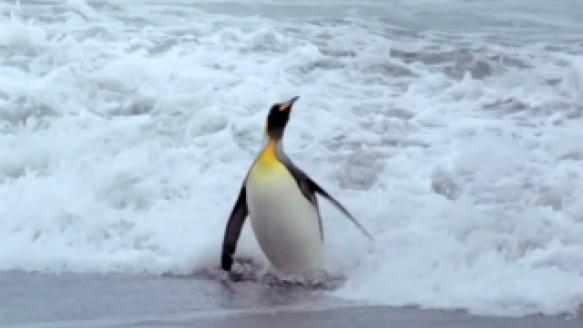 Penguins 3D Movie Review | Common Sense Media