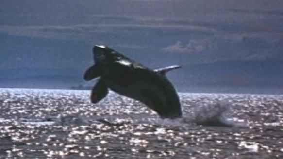 Free Willy 2: The Adventure Home Movie Review | Common Sense Media