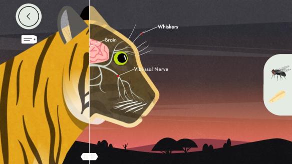Mammals by Tinybop App Review | Common Sense Media