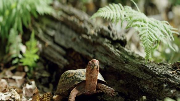 Backyard Wilderness Movie Review | Common Sense Media