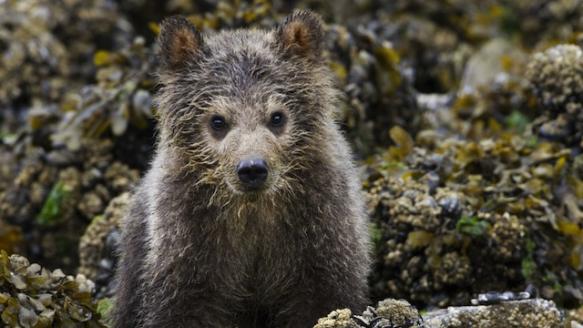 Bears Movie Review | Common Sense Media