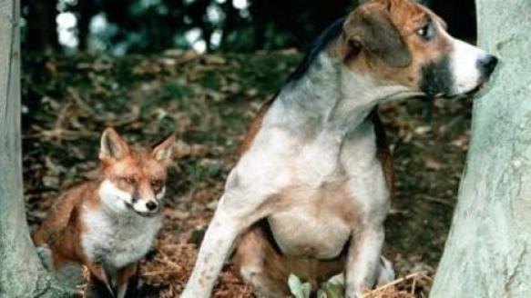 The Belstone Fox Movie Review | Common Sense Media
