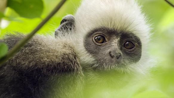 Earth: One Amazing Day Movie Review | Common Sense Media