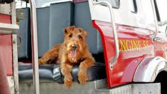 Firehouse Dog Movie Review | Common Sense Media