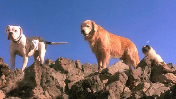 Homeward Bound: The Incredible Journey Movie Review | Common Sense Media