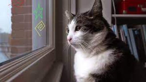 Kitty Love: An Homage to Cats Movie Review | Common Sense Media