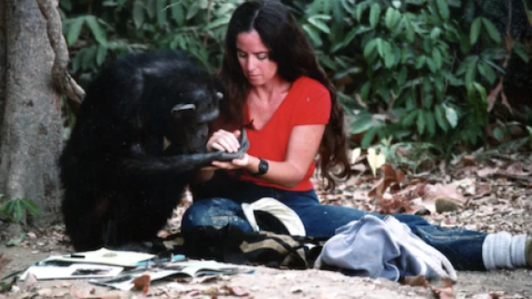 Lucy, the Human Chimp Movie Review | Common Sense Media