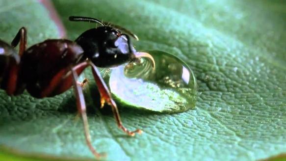 Microcosmos Movie Review | Common Sense Media