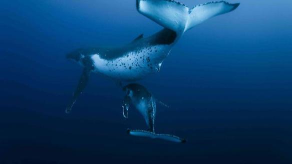 Oceans Movie Review | Common Sense Media