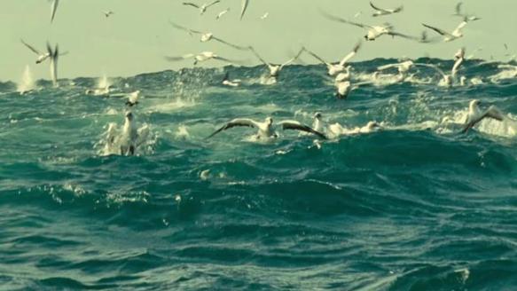 Oceans Movie Review | Common Sense Media