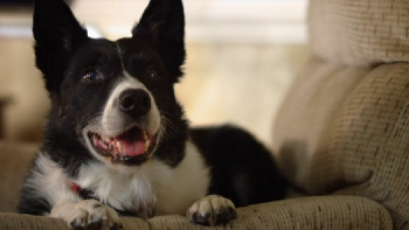 Paws P.I. Movie Review | Common Sense Media