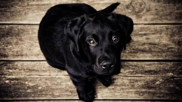 Precious Puppies Movie Review | Common Sense Media