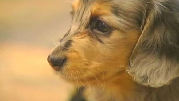 Precious Puppies Movie Review | Common Sense Media