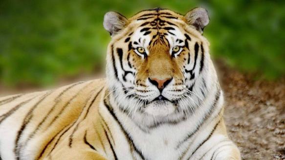 Tigerland Movie Review | Common Sense Media