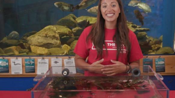 Camp TV TV Review | Common Sense Media