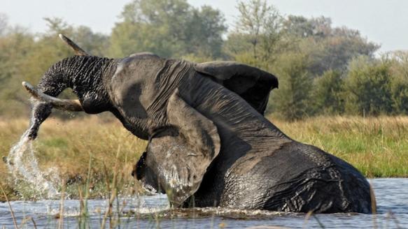 Nature's Most Amazing Events TV Review | Common Sense Media