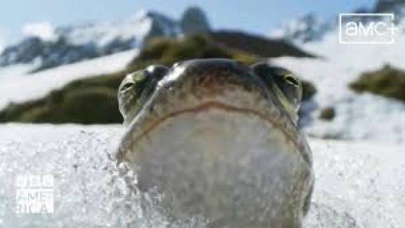 Planet Earth III TV Review | Common Sense Media