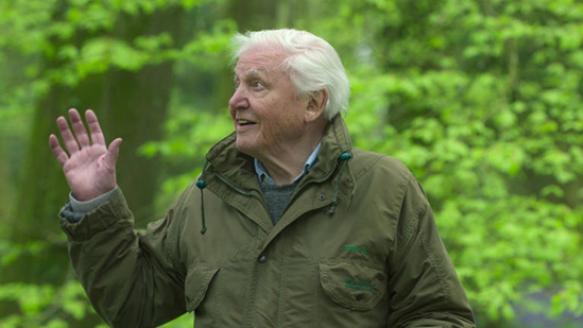 Secret World of Sound with David Attenborough TV Review | Common Sense ...