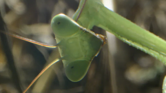 Tiny Creatures TV Review | Common Sense Media