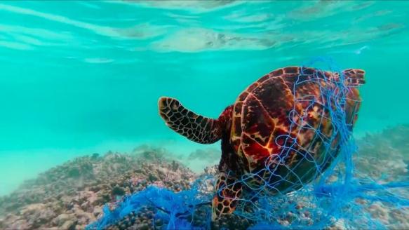 Troubled Waters: A Turtle's Tale TV Review | Common Sense Media
