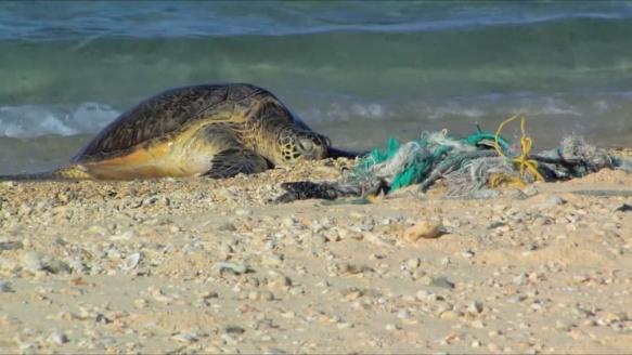 Troubled Waters: A Turtle's Tale TV Review | Common Sense Media