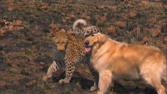 Unlikely Animal Friends TV Review | Common Sense Media
