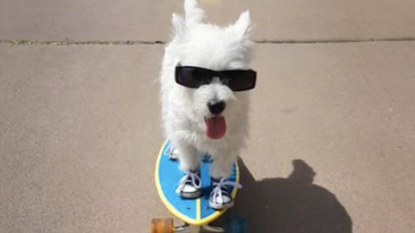 World's Funniest Animals TV Review | Common Sense Media