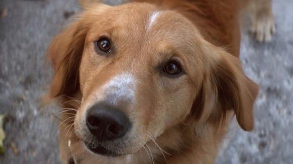 A Dog's Purpose Movie Review | Common Sense Media