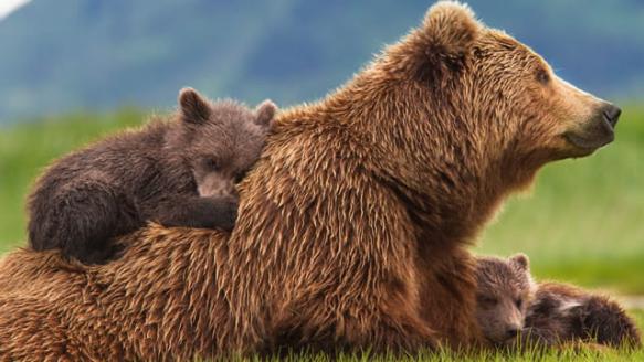 Bears Movie Review | Common Sense Media