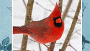 Mother Earth's Preschool: Learning Birds, Vol. 1 App Review | Common ...