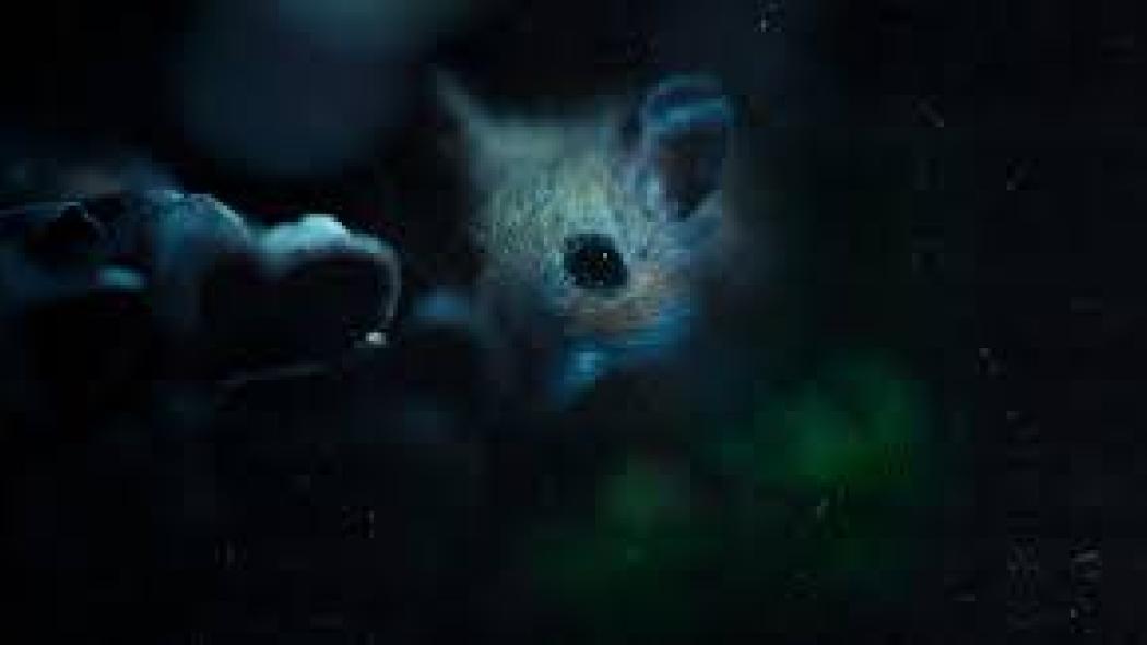 Nightmares of Nature TV Review | Common Sense Media