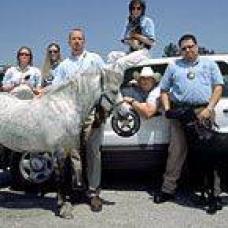 Animal Cops TV Review | Common Sense Media