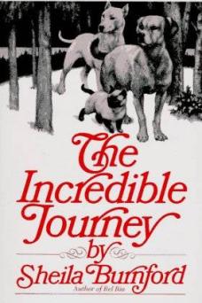 A Dog's Way Home Movie Review | Common Sense Media