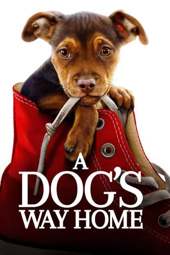 A Dog's Way Home Movie Review | Common Sense Media