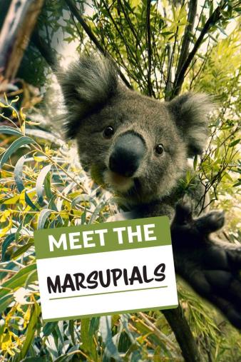 Meet the Marsupials Movie Review | Common Sense Media