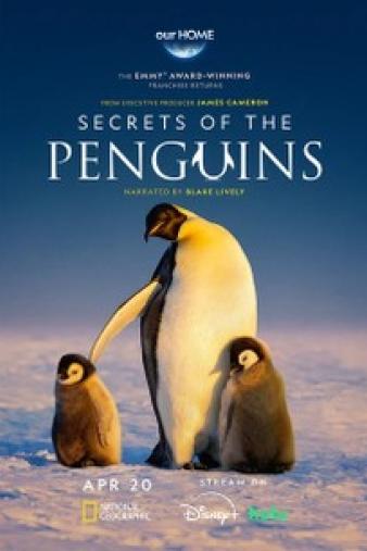 Secrets of the Penguins TV Review | Common Sense Media