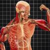 Human Body: Pushing the Limits TV Review | Common Sense Media