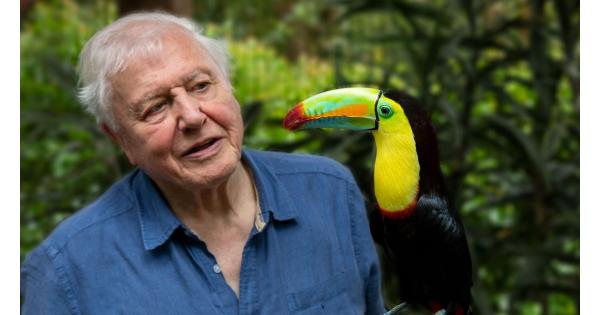 Life in Color with David Attenborough TV Review | Common Sense Media
